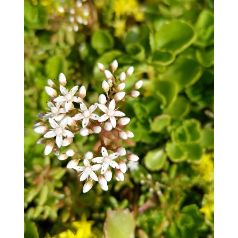 Sedummixmat (per m2)